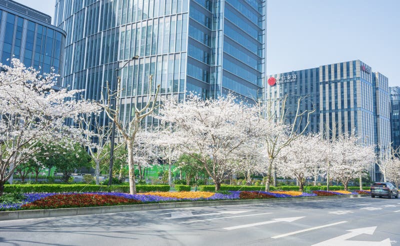 Travel in Shanghai and Seeing Beautiful Orient Cherry Blooming Stock ...