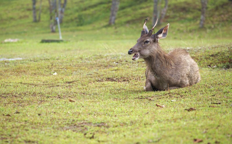 Shy Deer in the Open Near Forest Stock Image - Image of nature, trees ...