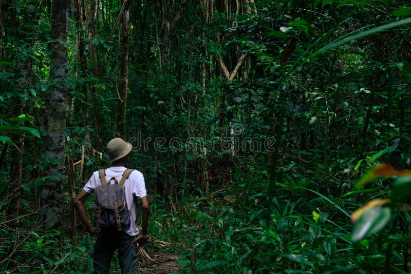 Man exploring jungle stock photo. Image of rainforest - 11576844 Man exploring jungle stock photo. Image of rainforest - 11576844