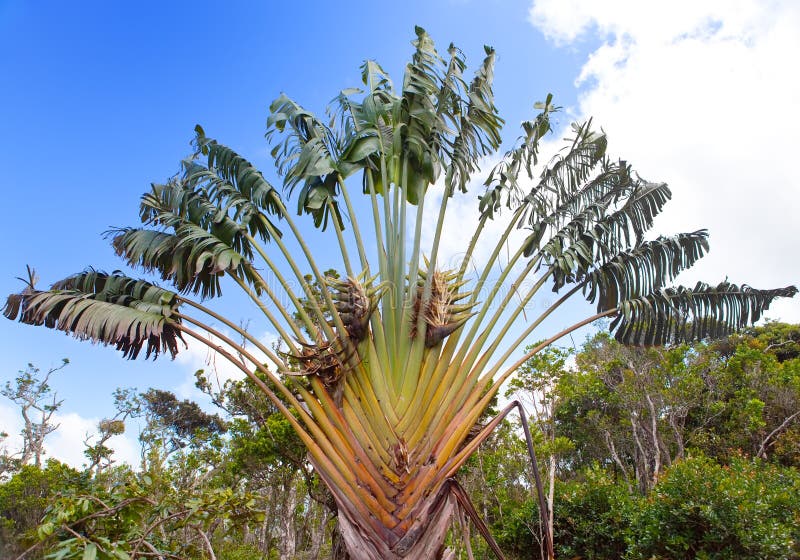 Traveler S Tree (Ravenala Madagascariensis) Stock Photo - Image of ...