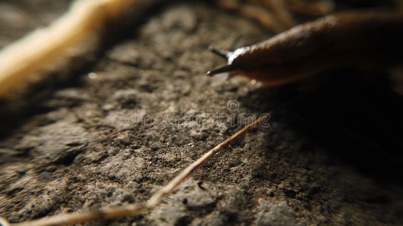 Pretty Slug Wriggling Along Meets with an Obstacle Stock Video - Video ...
