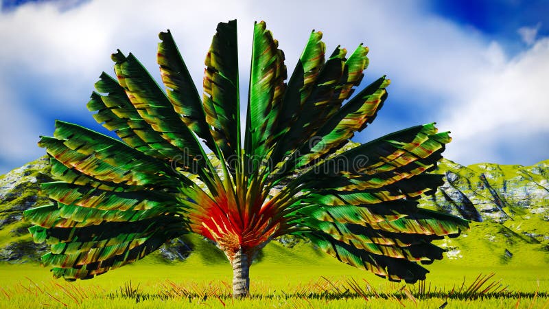 Traveller s tree stock illustration. Illustration of pattern - 46414995