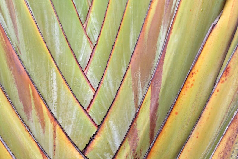 Traveller Tree stock image. Image of plait, stalks, leaves - 9167177