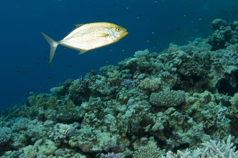 Travelli Fish Stock Photos - Free & Royalty-Free Stock Photos from ...