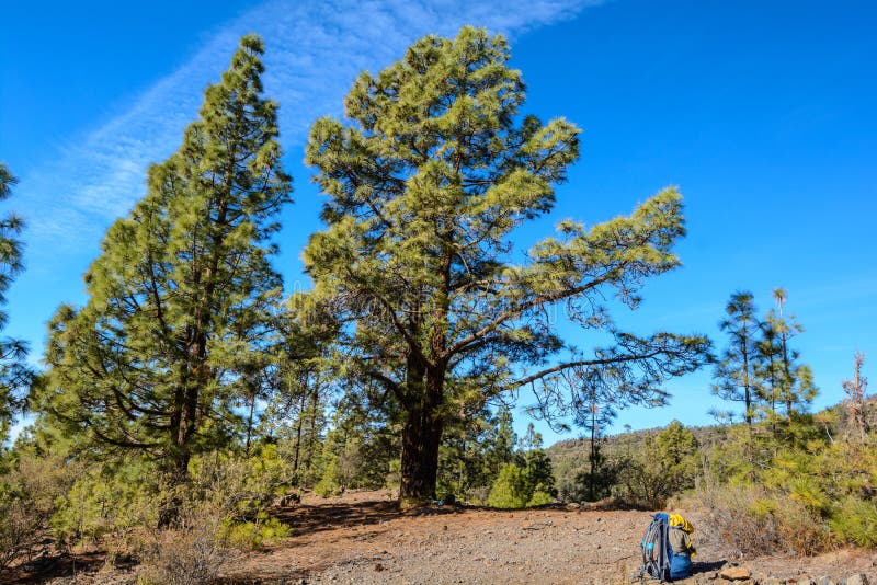 Travelling with a Backpack. Mountain Path. Canary Pine. Stock Photo ...