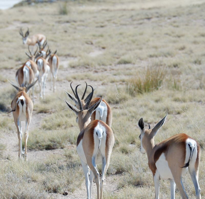 Travelling Springbok on Path Stock Photo - Image of group, goshawk ...