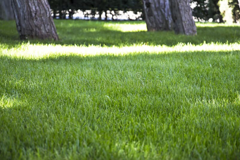 Trawa obraz stock. Obraz złożonej z roślina, jeż, świeży - 101300879