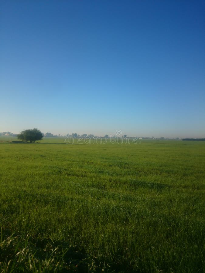 Trawa pola obraz stock. Obraz złożonej z światło, gospodarstwo - 135862563