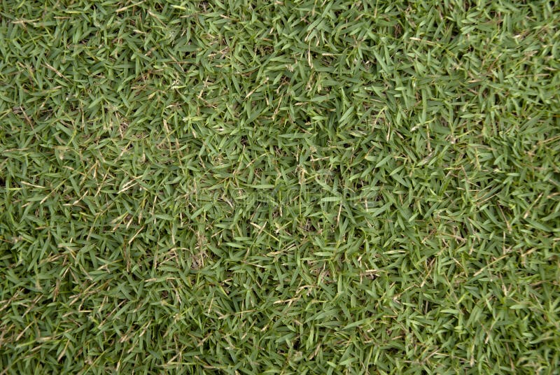 Trawy tekstura obraz stock. Obraz złożonej z ekologia - 15004517