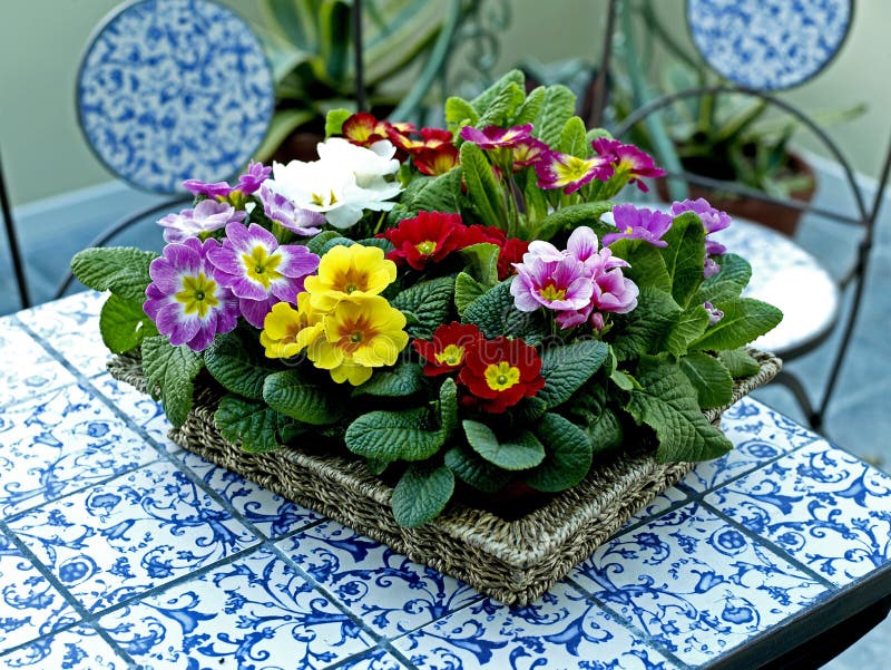 A Tray with Colourful Primula, Polyanthus in a Conservatory Stock Photo ...