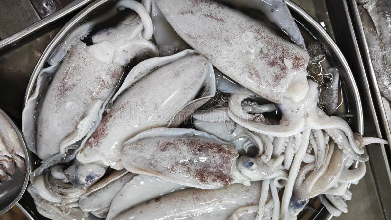 A Tray Full of Loligo Forbesii Squid. Stock Image - Image of uncooked ...