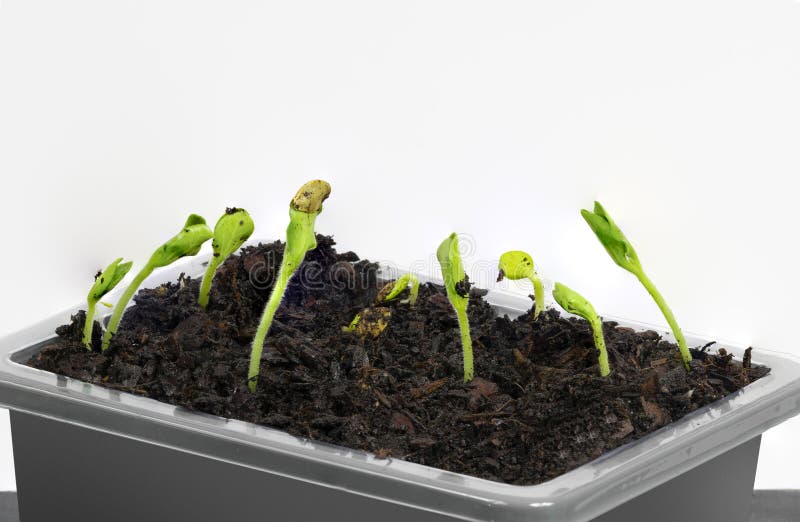 A Tray Full of Young Sprouts Isolated on White Stock Photo - Image of ...