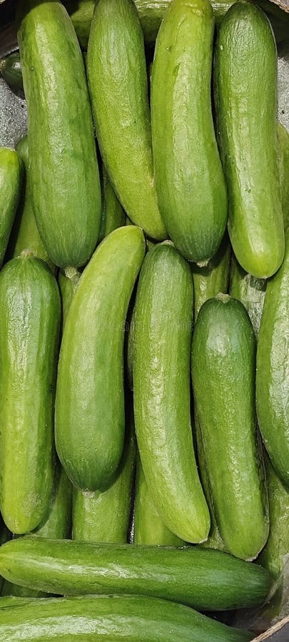 Tray of mini cucumbers stock image. Image of fruit, gourd - 275697625