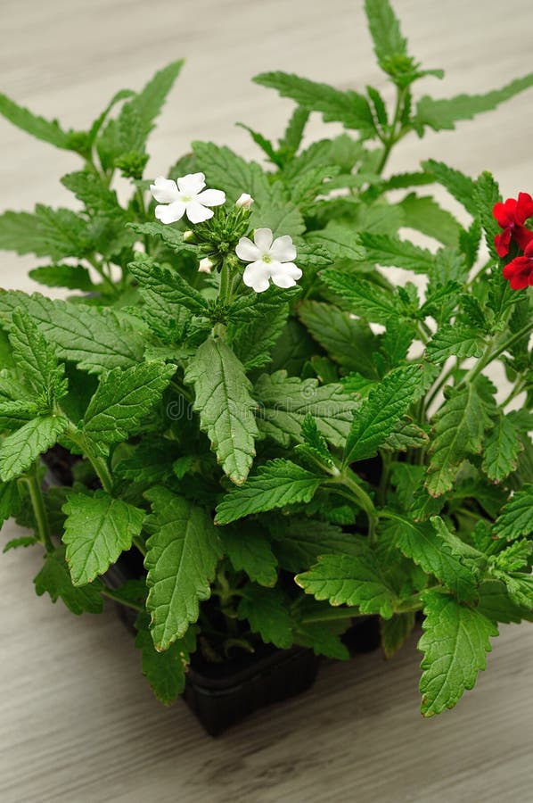 Tray of Red Verbena Seedlings Stock Photo - Image of flower, flowers ...