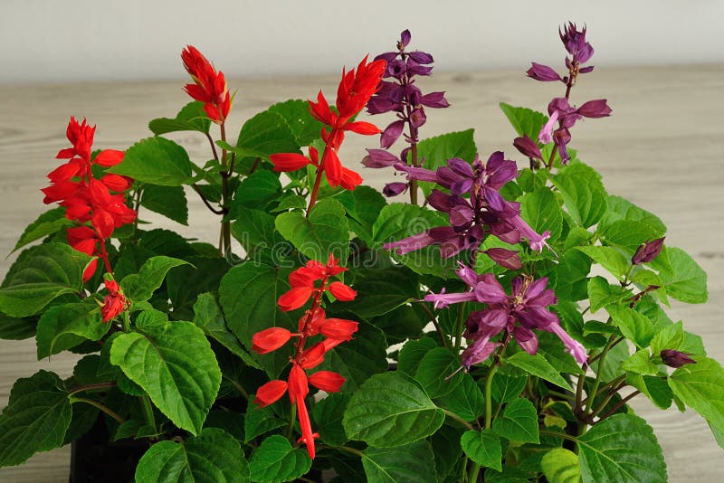 Tray of Salvia Dwarf Seedlings Stock Image - Image of beautiful, garden ...