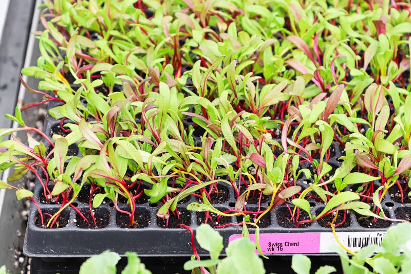 A Tray of Swiss Chard Microgreens Sprouting Stock Image - Image of ...