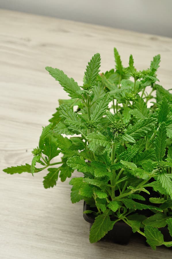 Tray of Verbena seedlings stock photo. Image of tray - 101280332