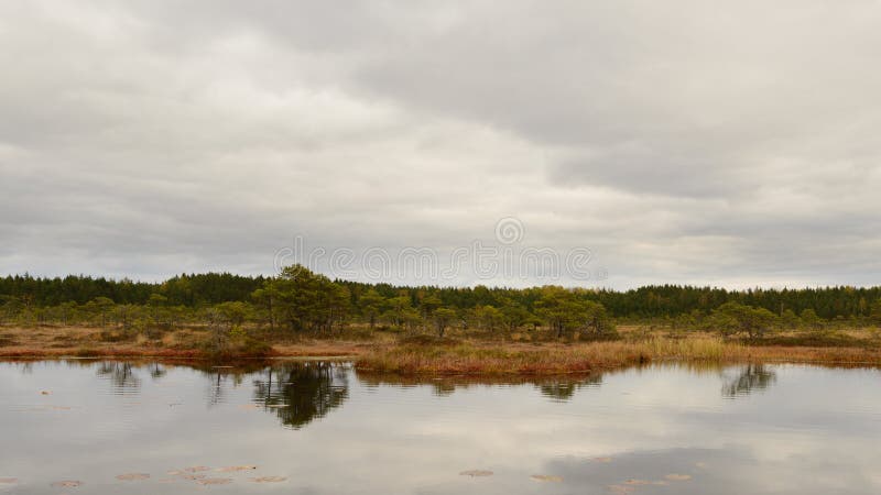 Trayectoria De Riisa En El Pantano De Sooma Foto de archivo - Imagen de ...