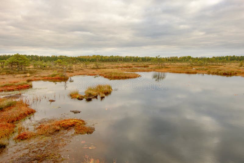 Trayectoria De Riisa En El Pantano De Sooma Foto de archivo - Imagen de ...