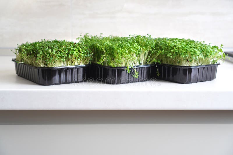 Trays with Fresh Microgreen Standing on the Kitchen Table Stock Photo ...