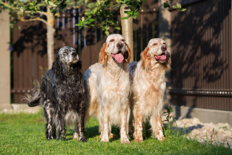 Tre Cani Del Setter Inglese Che Posano All'aperto Fotografia Stock ...