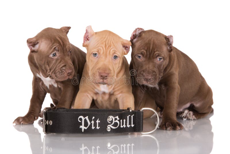 Tre Cuccioli Del Pitbull Con Le Orecchie Tagliate Immagine Stock ...