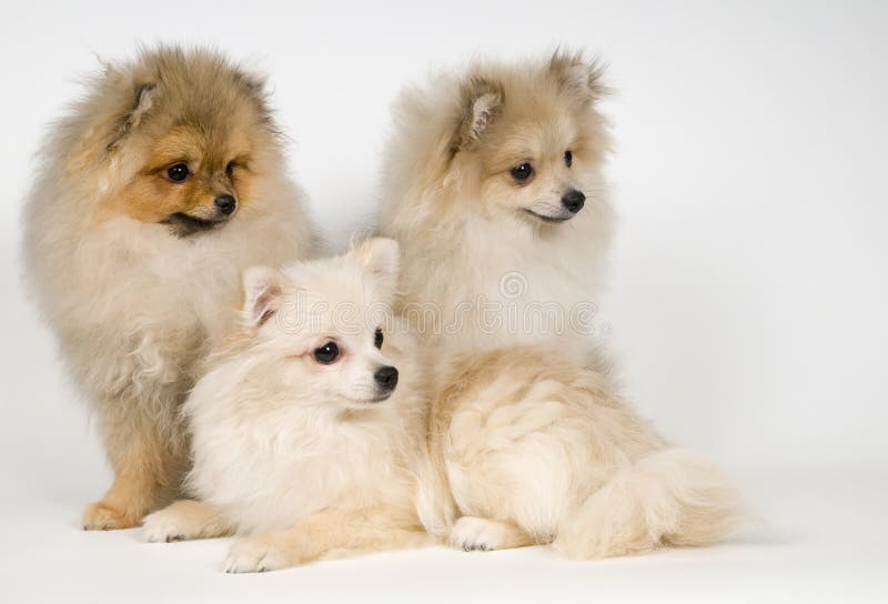 Tre Cuccioli Del Spitz-cane Fotografia Stock - Immagine di genealogico ...
