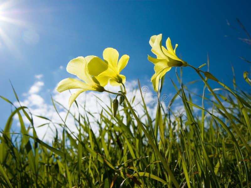 Tre Fiori Gialli Del Trifoglio Fotografia Stock - Immagine di esterno ...