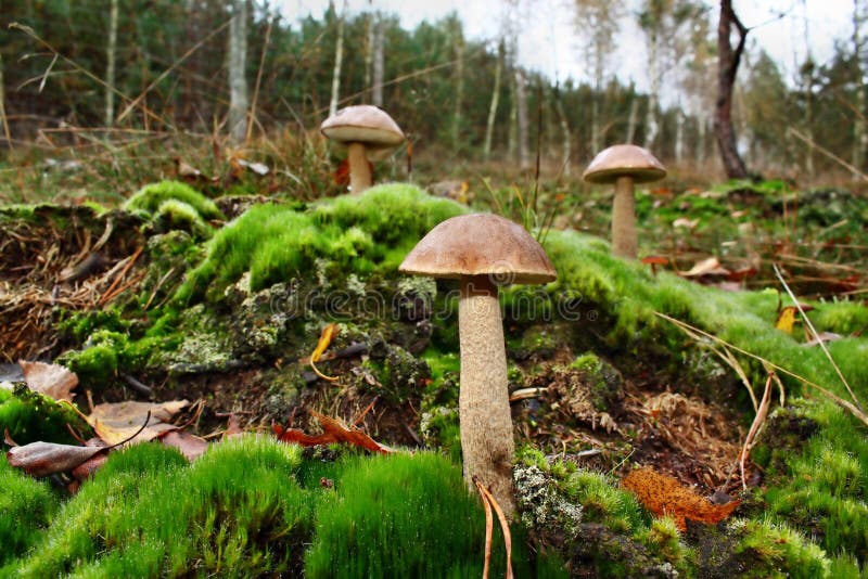 Leccinum Tre Nel Verticale Del Muschio Immagine Stock - Immagine di ...