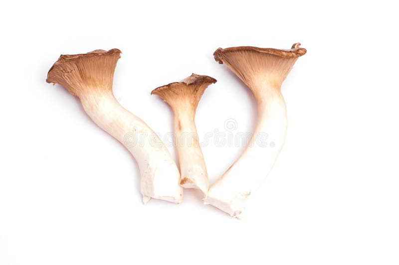 Tre Funghi Di Ostrica Del Re Fotografia Stock - Immagine di ostrica ...