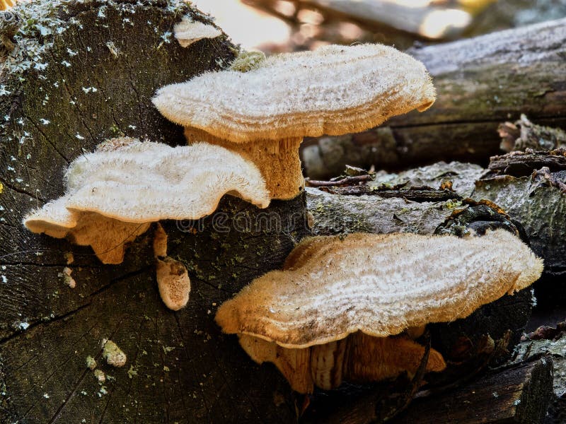 Tre funghi su un ceppo immagine stock. Immagine di sporco - 73468873