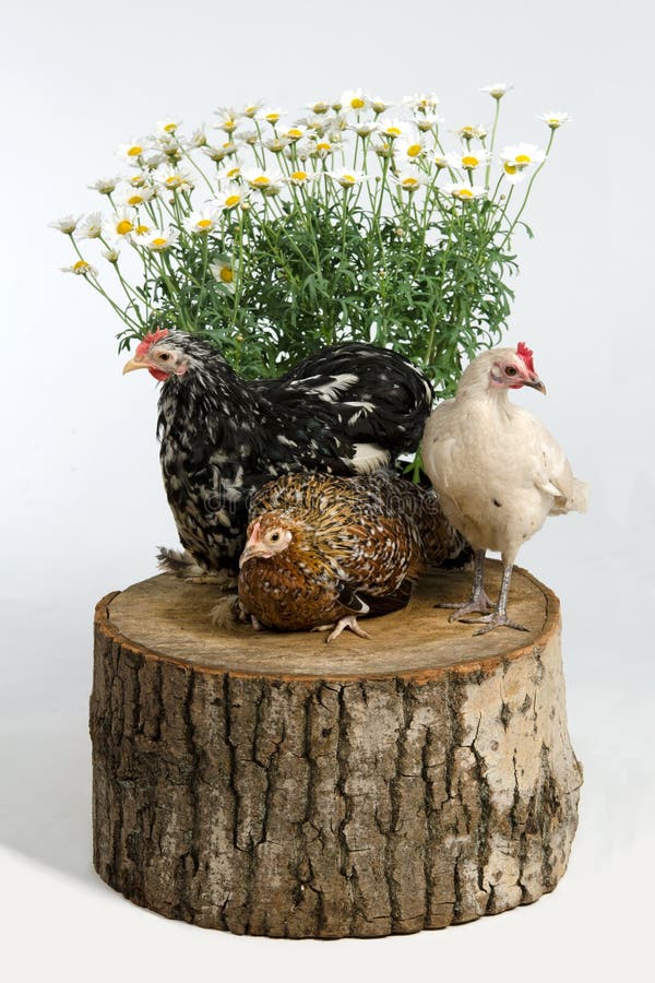 Tre galline su un ceppo immagine stock. Immagine di sfondo - 27873569