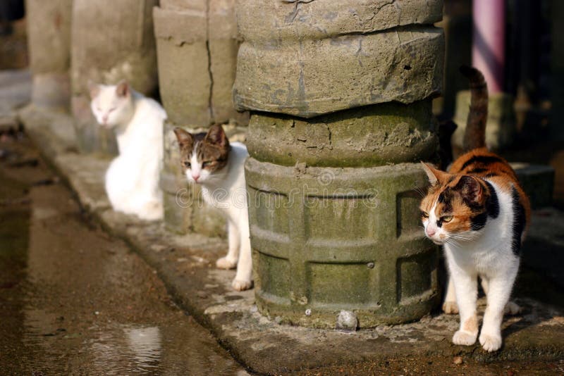 Tre gatti fotografia stock. Immagine di giocoso, cacciatore - 7624116