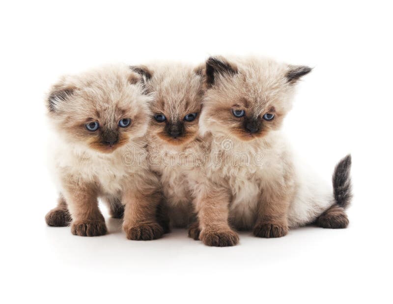 Tre gatti grigi fotografia stock. Immagine di pelliccia - 162518166