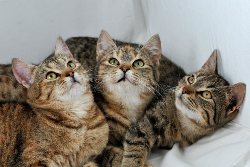 Tre gattini fotografia stock. Immagine di animale, fotocamera - 46276090