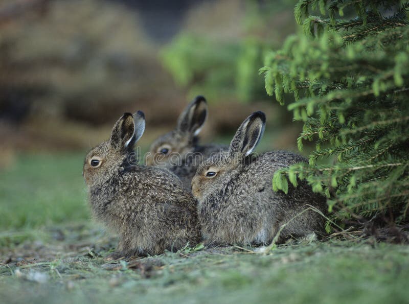 Tre lepri immagine stock. Immagine di orecchi, coniglietto - 50858251