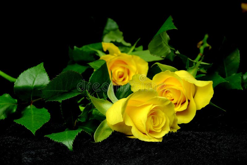 Tre gula rosor fotografering för bildbyråer. Bild av förälskelse - 32588049