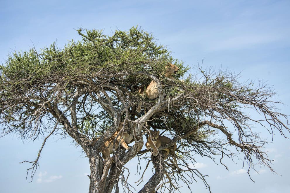 Tre lejon i ett träd fotografering för bildbyråer. Bild av lejon - 39401237