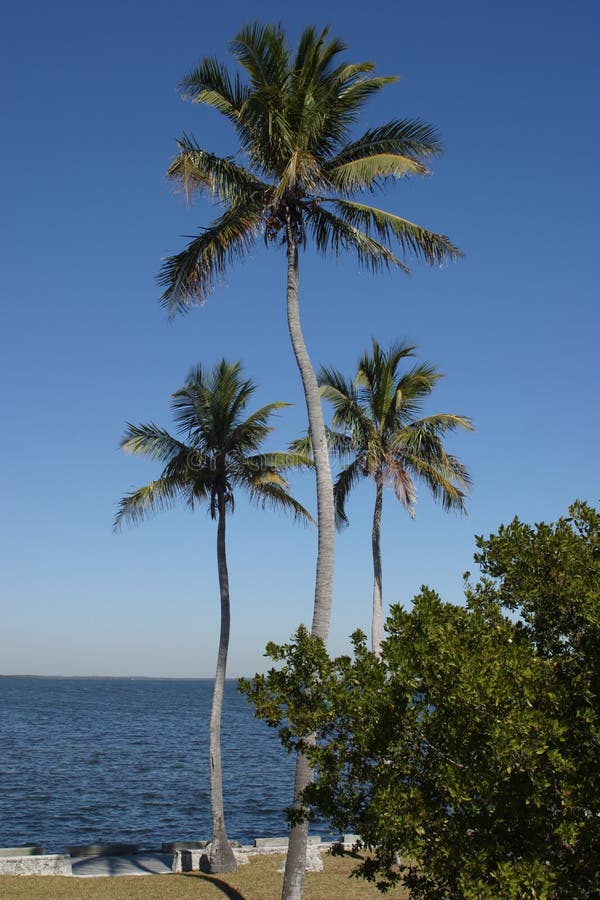 Due Palme Stilizzate E Un Cielo Blu Fotografia Stock - Immagine di ...