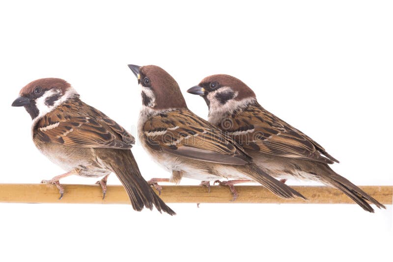 Tre Passeri Foto Stock - Download 150 Royalty Free Photos