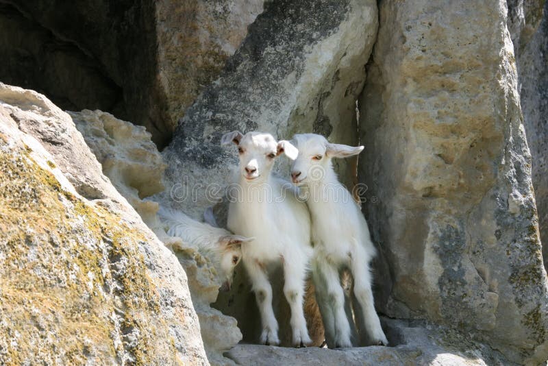Tre Piccole Capre Selvatiche Bianche Sulla Montagna Immagine Stock ...