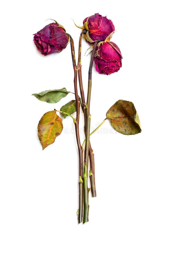 Tre rose rosse secche immagine stock. Immagine di guasto - 34939423