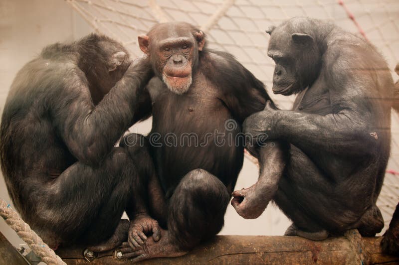 Tre Scimmie Saggie: Scimpanzè - Troglodyte Di Simia Fotografia Stock ...