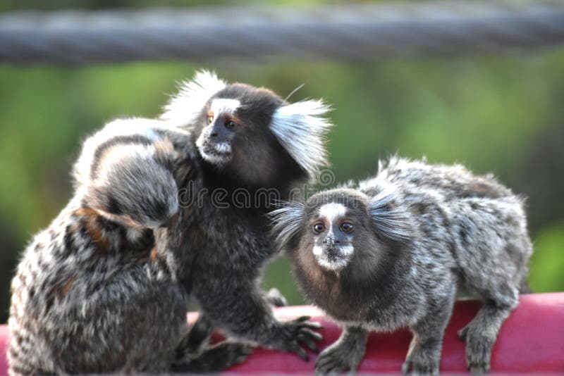 Tre scimmie fotografia stock. Immagine di teamwork, animale - 7231590
