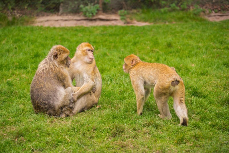 Tre Scimmie Stanno Giocando Su Un Prato Verde Fotografia Stock ...