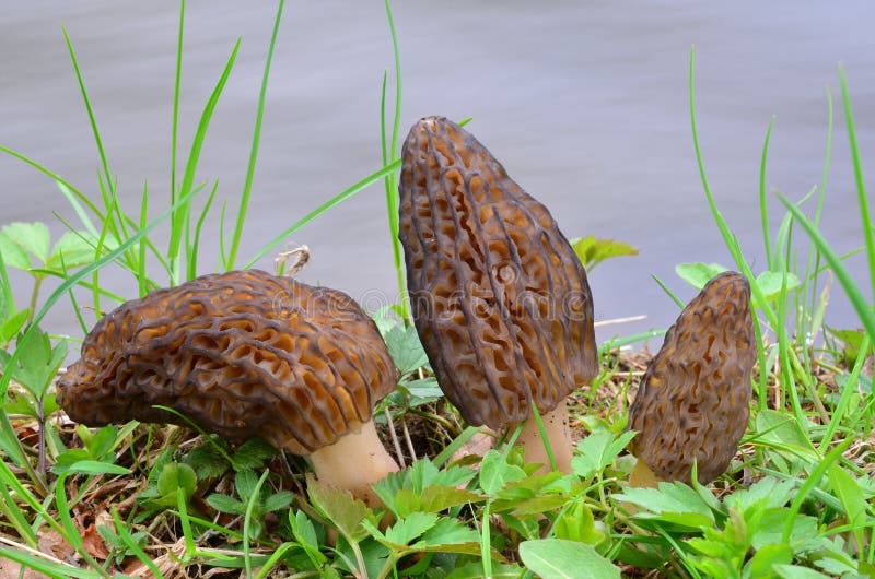 Tre Funghi Di Conica Della Morchella Fotografia Stock - Immagine di ...