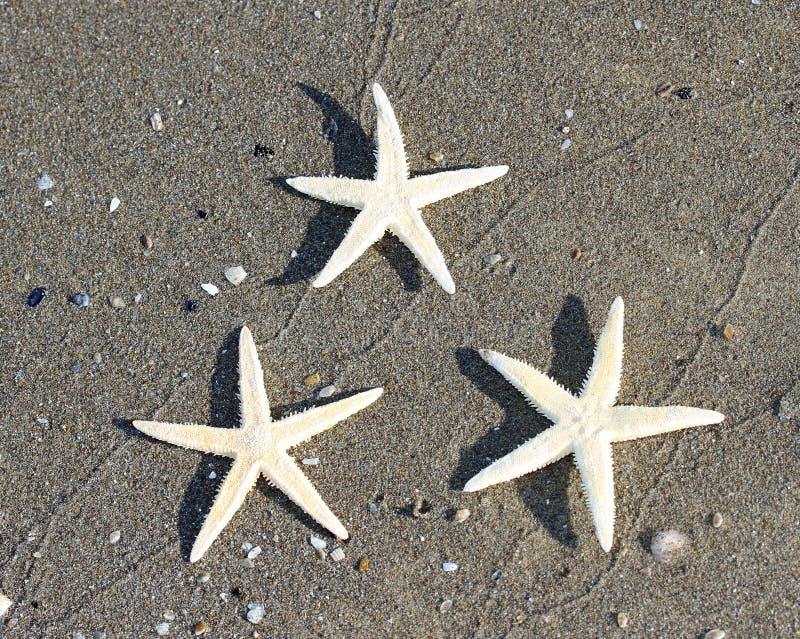 Tre Stelle Marine Sulla Spiaggia Tropicale 1 Del Mare Fotografia Stock ...