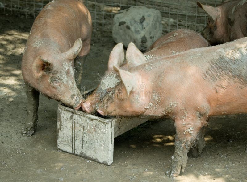 Pigs snouts deras en ho arkivfoto. Bild av hink, barn - 23432118