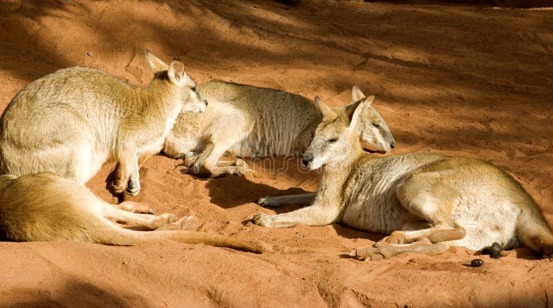 Vallaby arkivfoto. Bild av gräs, landmärke, australien - 10980194