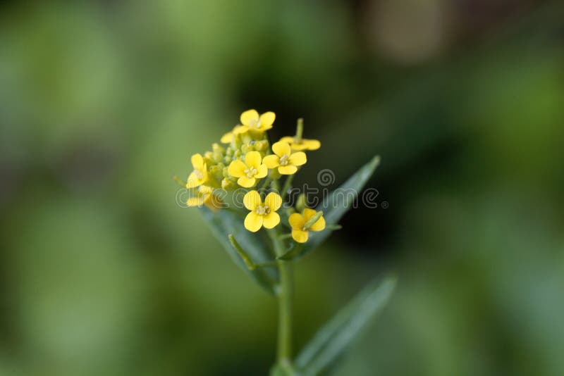Treacle Mustard, Erysimum Cheiranthoides Stock Image - Image of blossom ...